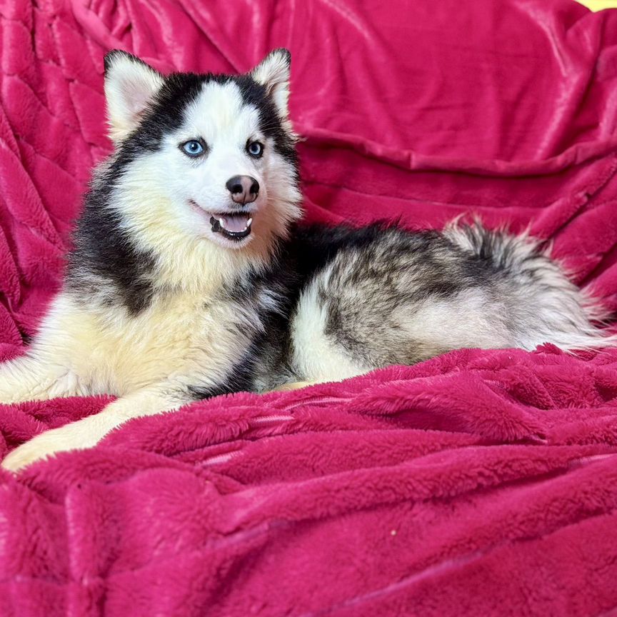 Помски, щенок