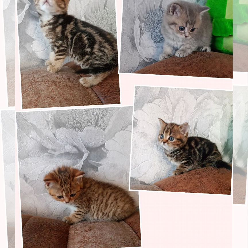 Шотландский вислоухий короткошёрстный котёнок