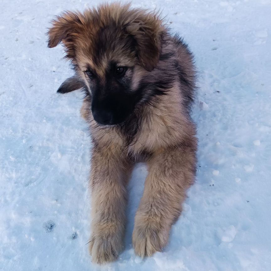 Помесь кавказской овчарки