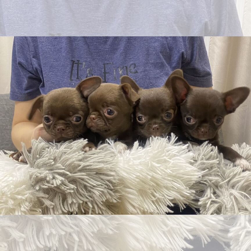 Чихуахуа, щенок