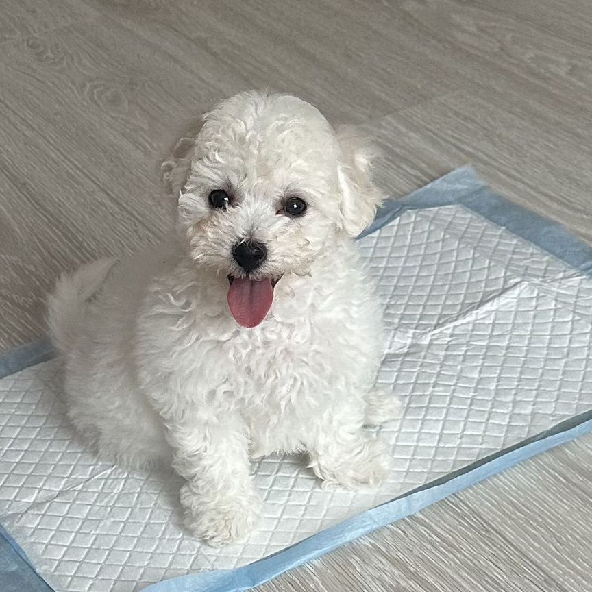 Бишон фризе, щенок