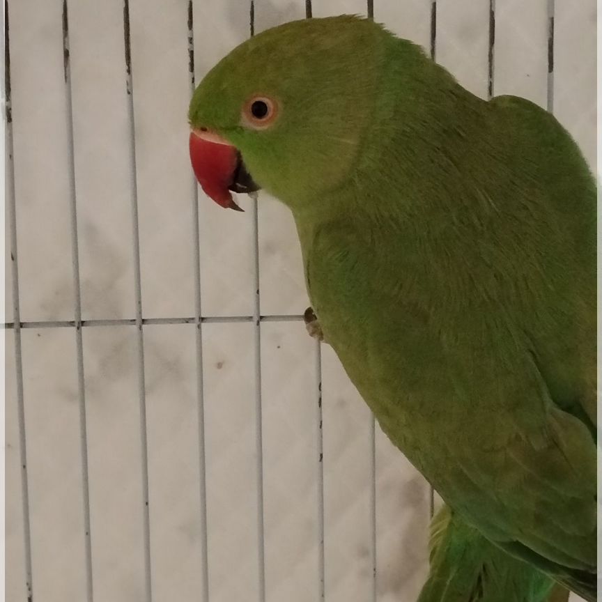 Ожереловый попугай самка