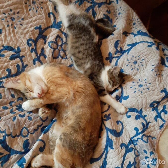 Котенок крысолов