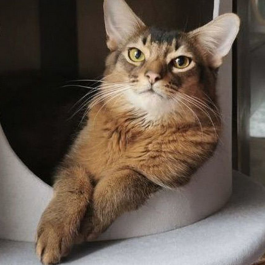 Сомалийский, взрослый кот