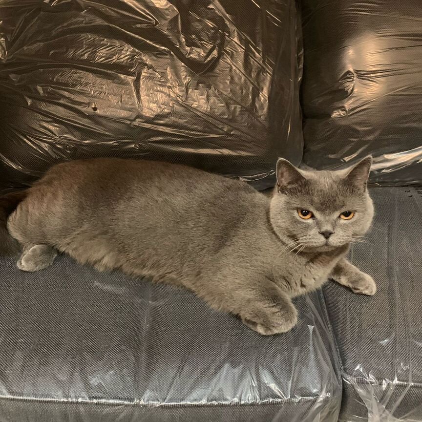 Британский кот