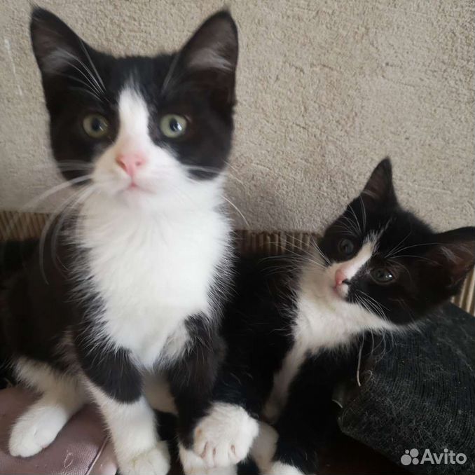 Котенок Сметанка