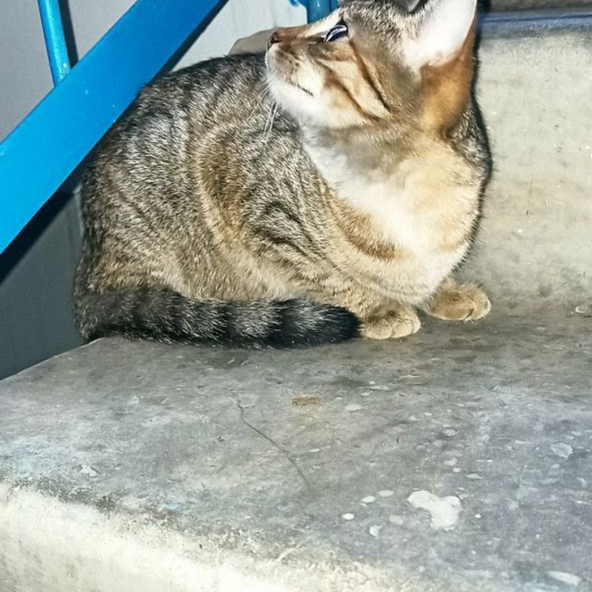 Кошечка 7-8 месяцев