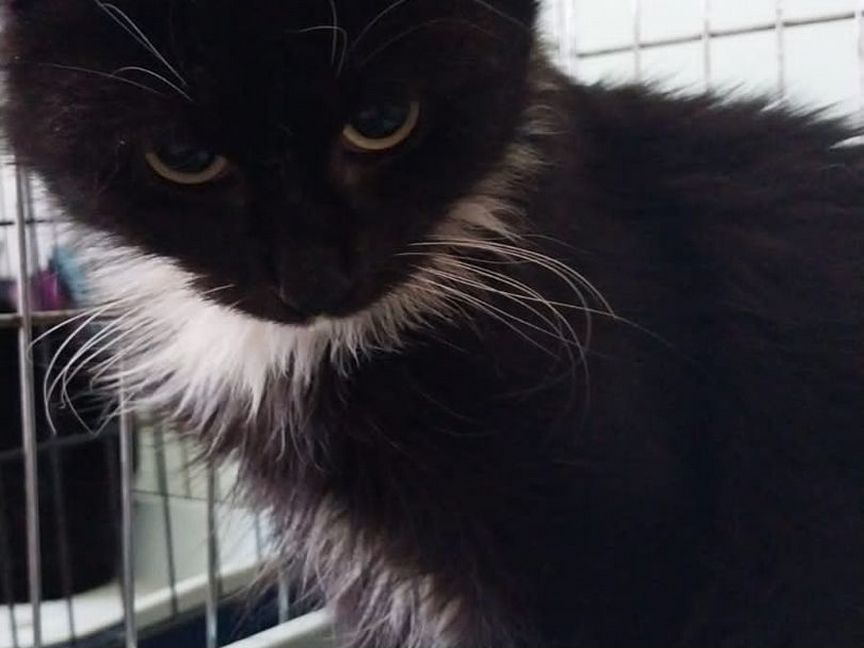 Кисонька подросток самая ласковая