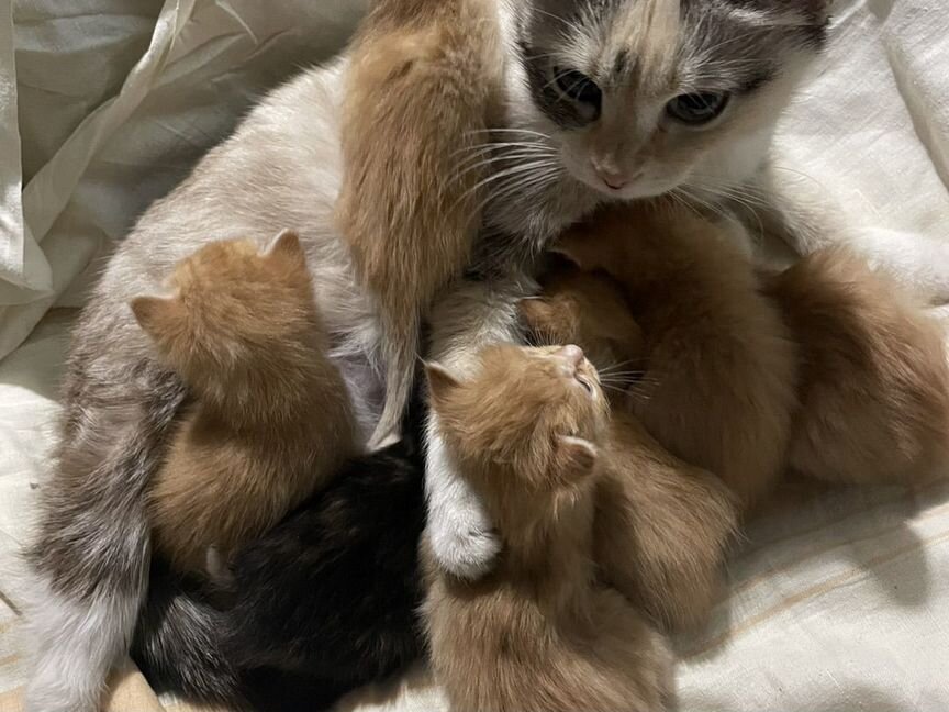Котята