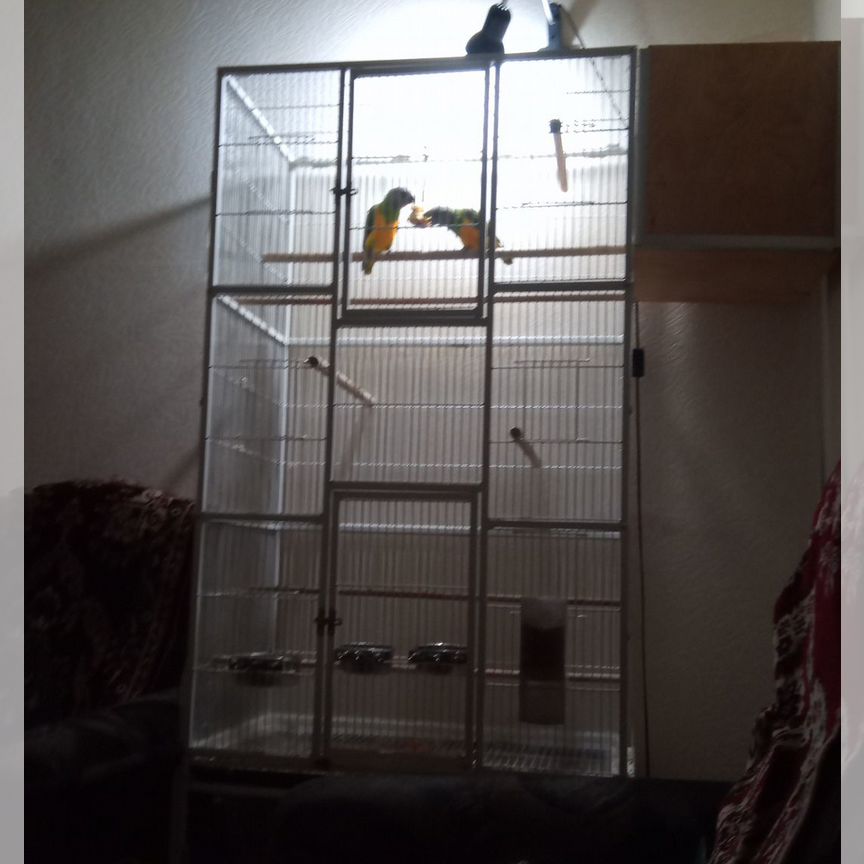 Продам пару Синегальких попугаев