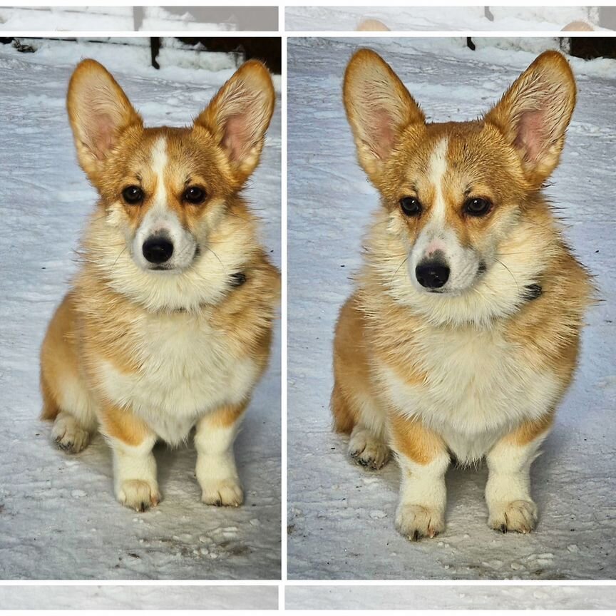 Вельш Корги Пемброк, щенок