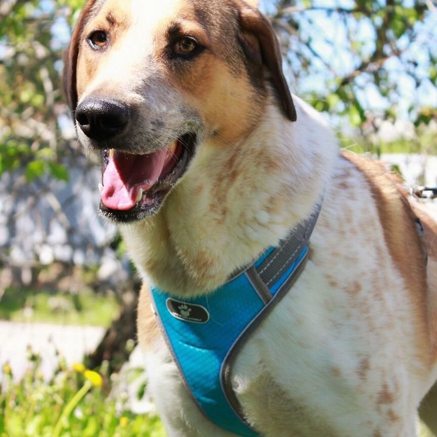 Собака в добрые руки отдам бесплатно