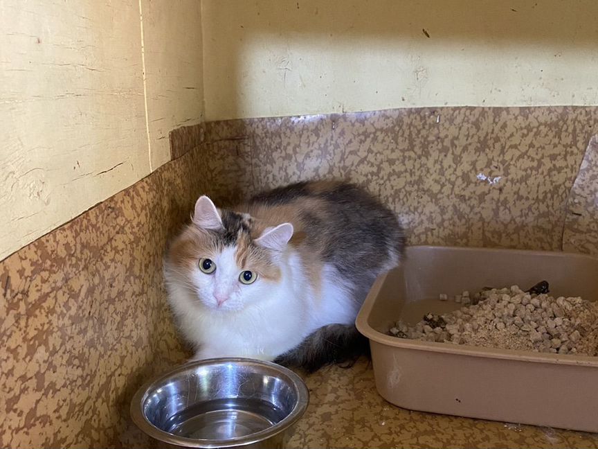 Кошки/коты в дар
