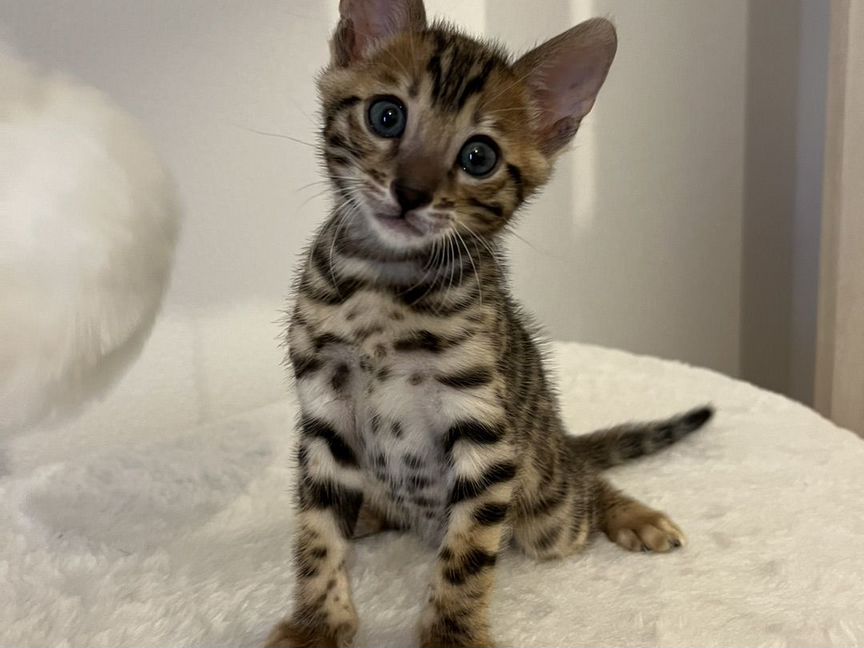 Бенгальские котята
