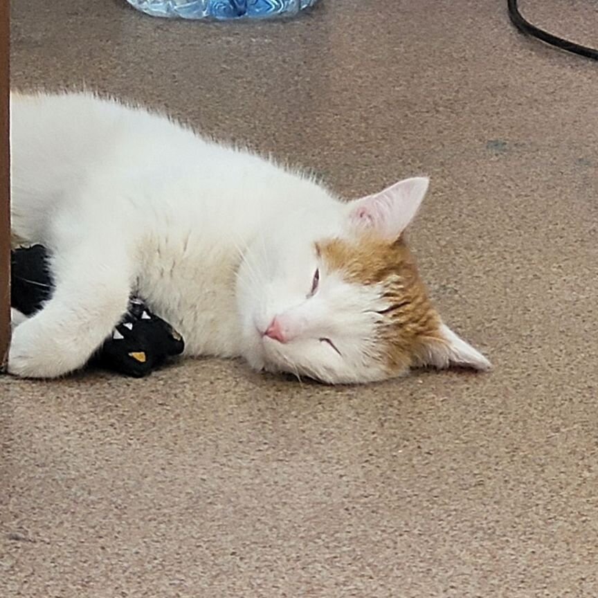 Котик ищет дом