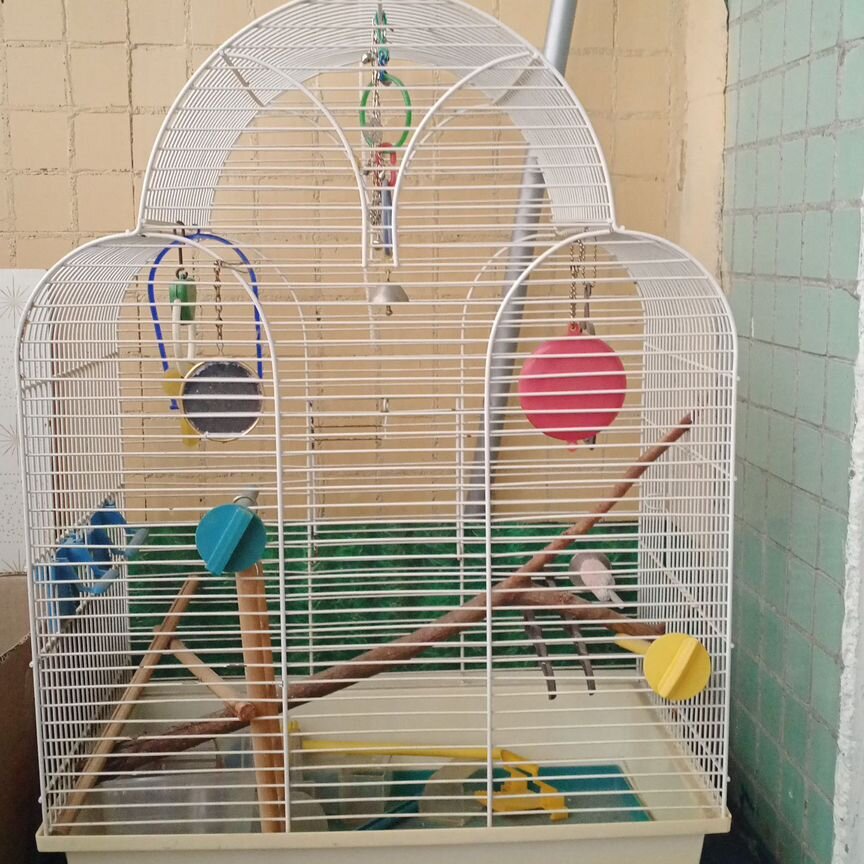 Волнистый попугай