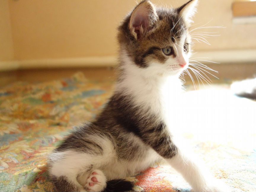 Котенок мальчик
