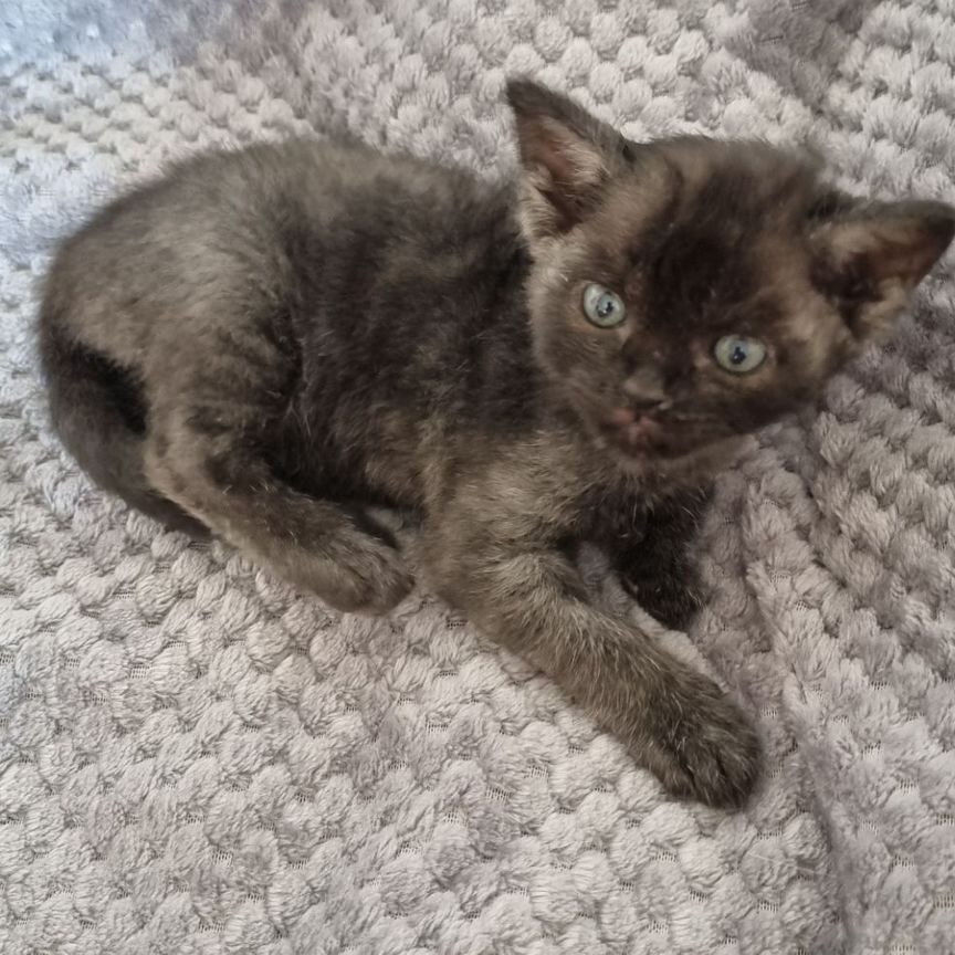Котенок