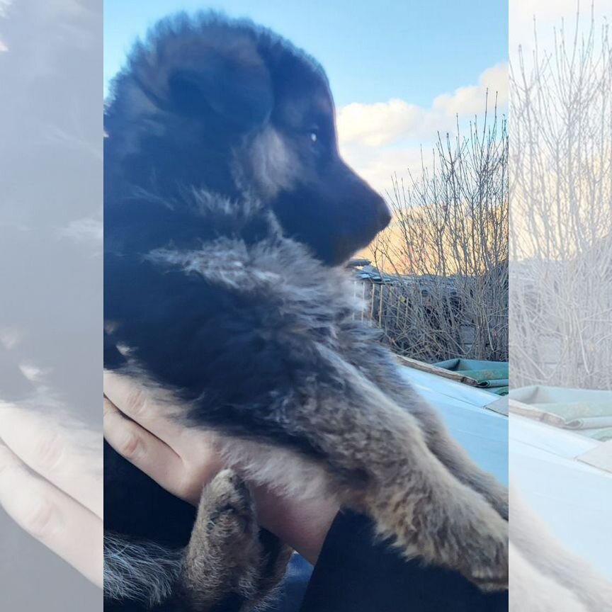 Немецкая овчарка, щенок