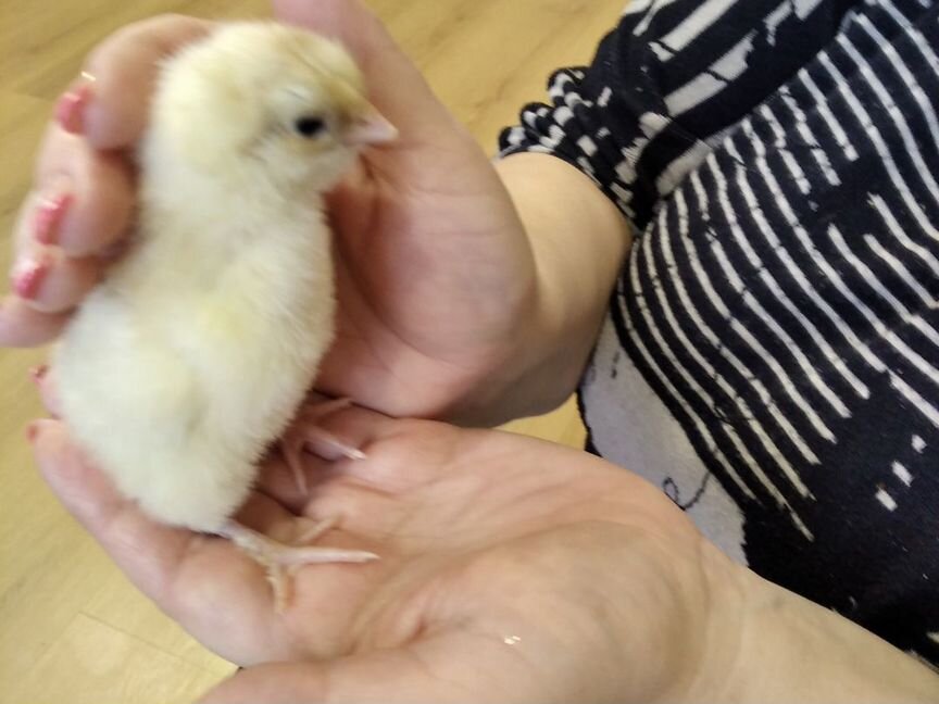 Цыплята + наседка бесплатно