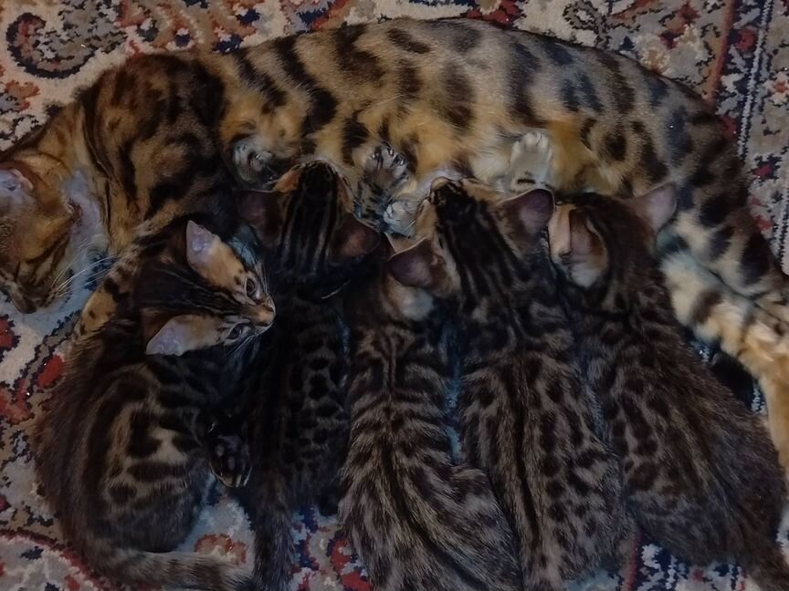 Бенгальские котята чистокровные
