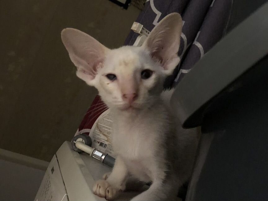 Ориентал котенок