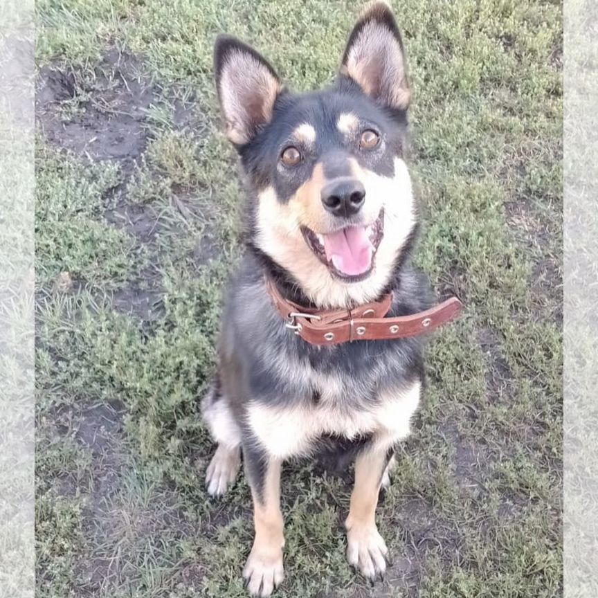 Луша в добрые руки