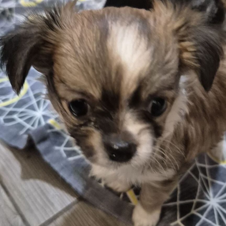 Чихуахуа, щенок