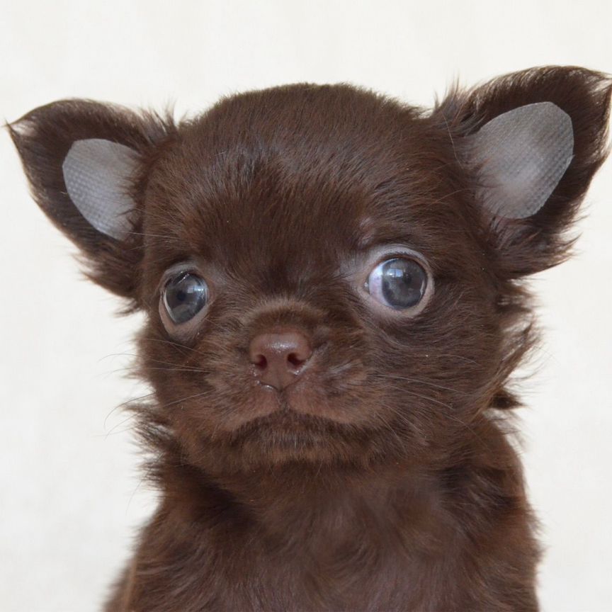 Чихуахуа, щенок