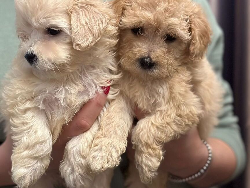 Щенки мальтипу f1 кукольные детки