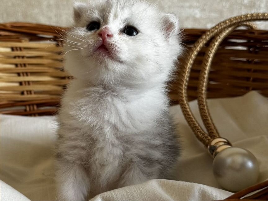 Британские котята шиншилла Котики