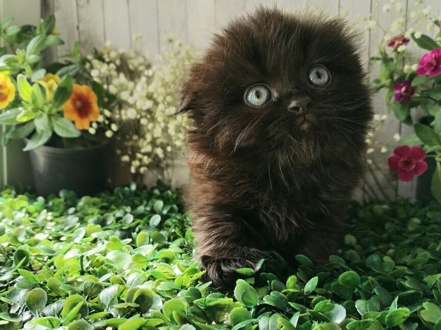 Шотландские длинношерстные котята