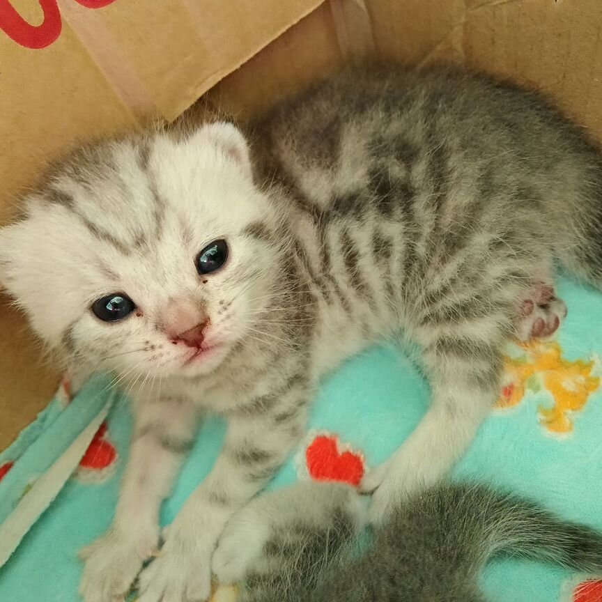 Шотландские вислоухие котята