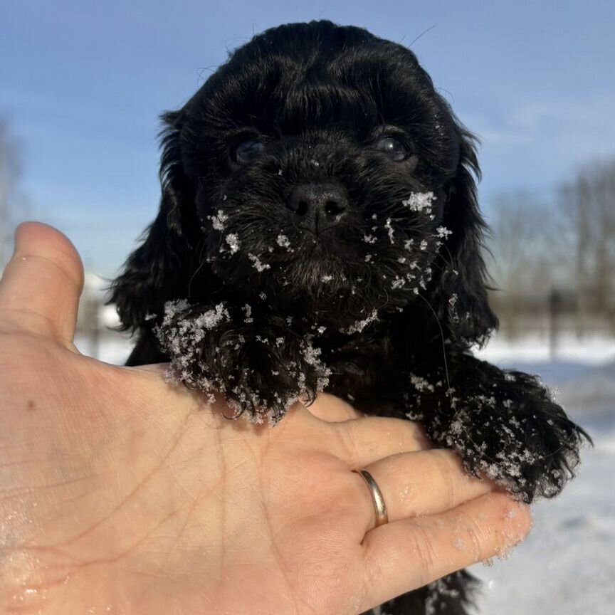 Мальтипу, щенок