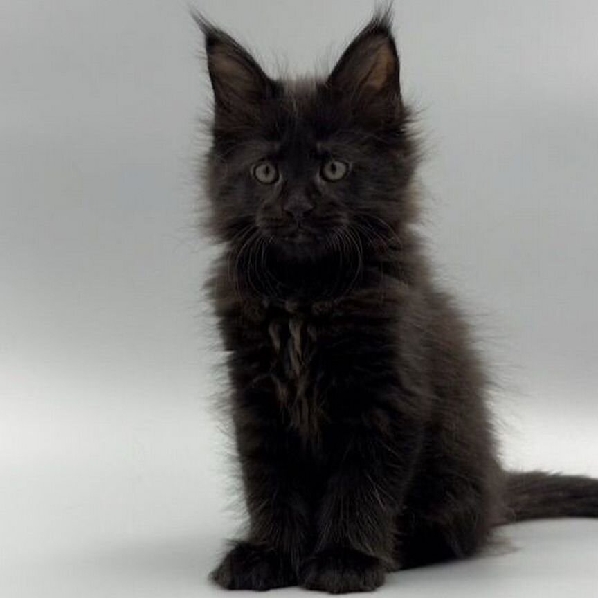 Мейн-кун котёнок