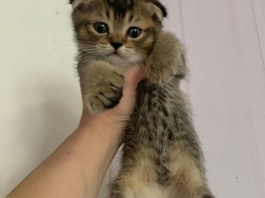 Шотландская золотая шиншилла