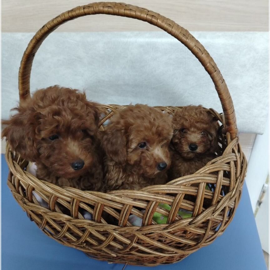 Той-пудель, щенок