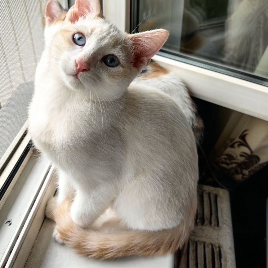 Сиамский котёнок