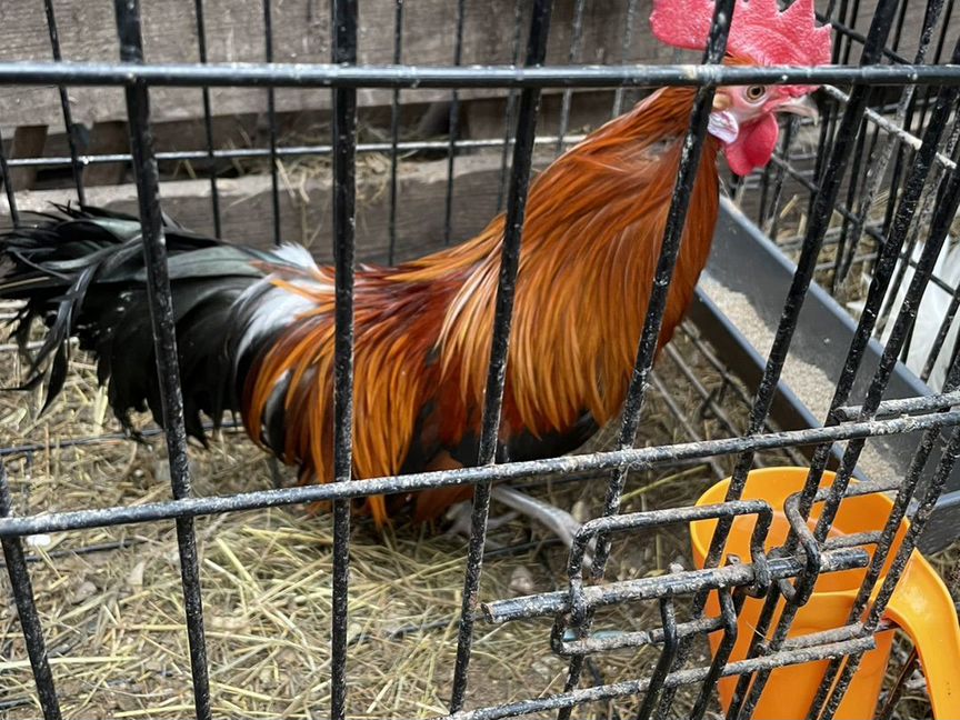 Молодые петухи