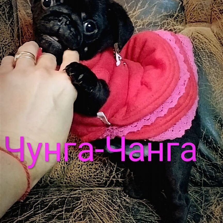 Щенки мопса