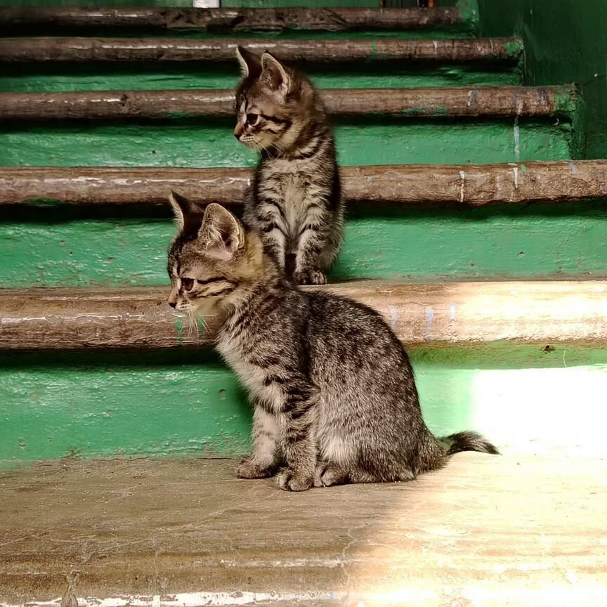 Отдам ктёнка в добре руки