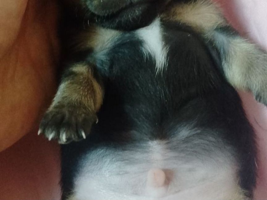 Маленькая собака чихуахуа щенок