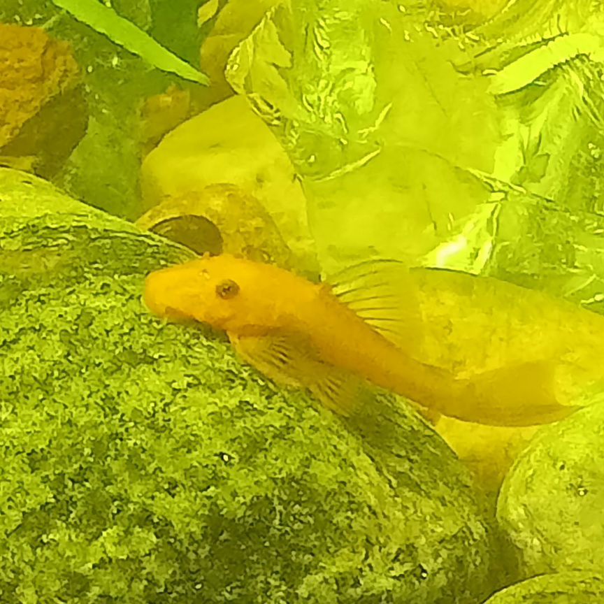 Рыбка анцитрус super Рэд