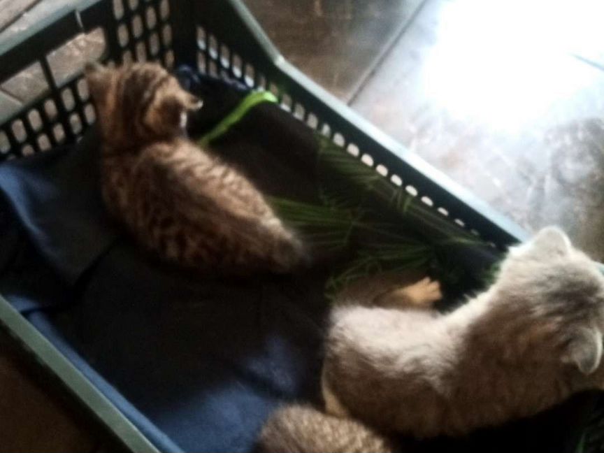 Вислоухие котята