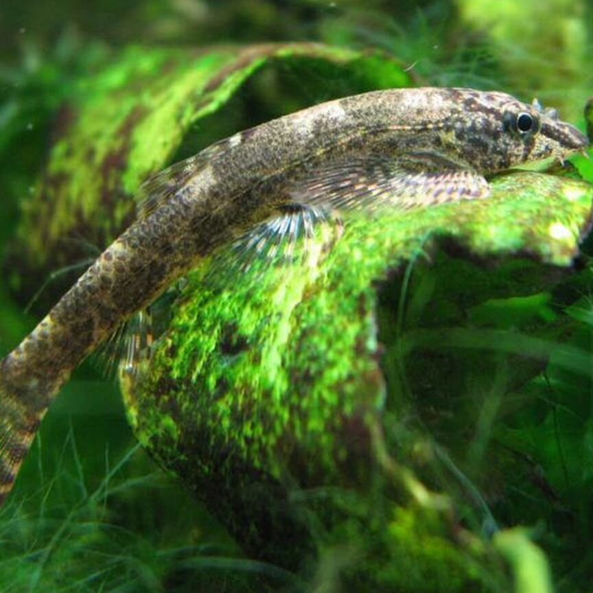 Хомалоптера Твиди (Homalopteroides tweediei)