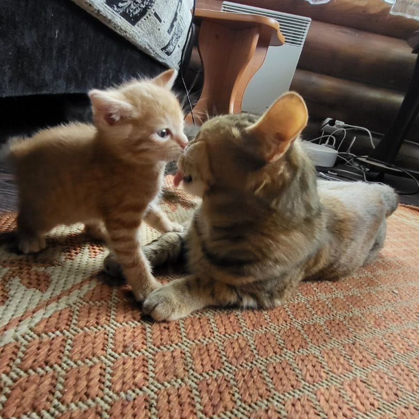 Котята курильский бобтейл