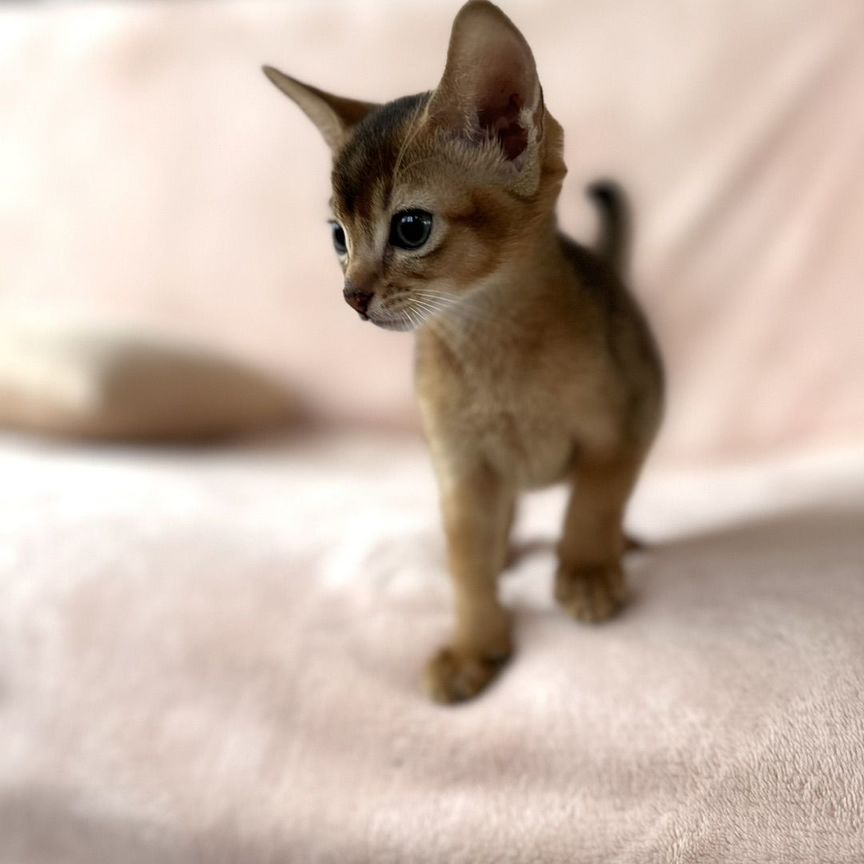 Абиссинские котята