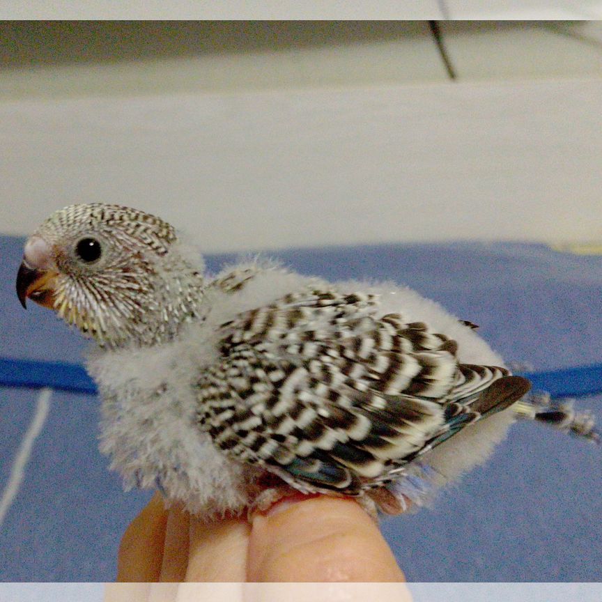 Волнистый попугай