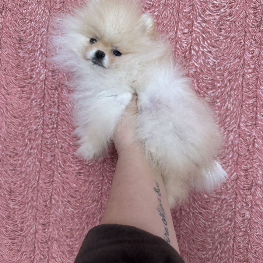 Шпиц супер мини размер