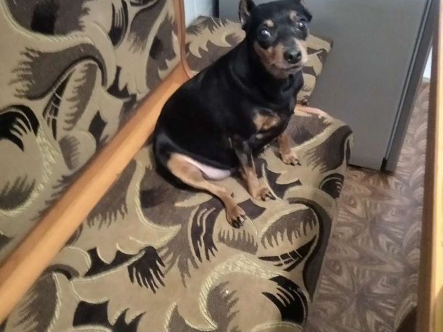 Цвергпинчер(мини доберман)